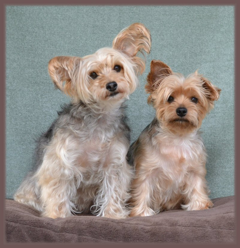 Yorkie Photos – Brier-Nook Creations