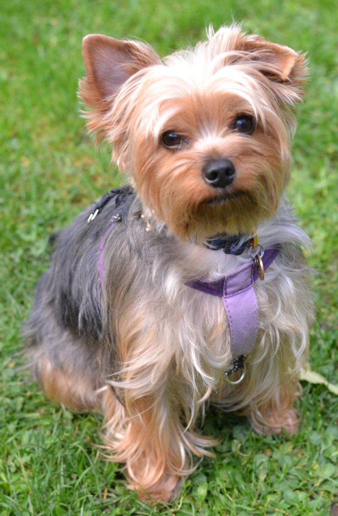Yorkie Photos – Brier-Nook Creations