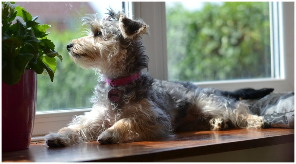Yorkie Photos – Brier-Nook Creations