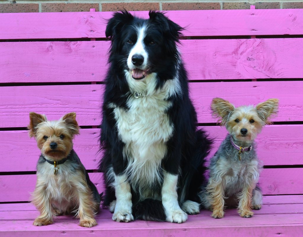 Yorkie Photos – Brier-Nook Creations