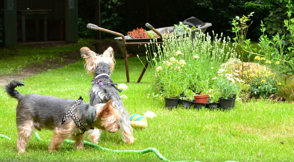 Yorkie Photos – Brier-Nook Creations