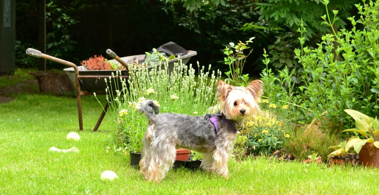 Yorkie Photos – Brier-Nook Creations
