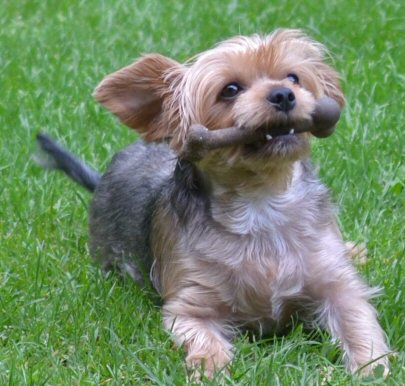 Yorkie Photos – Brier-Nook Creations