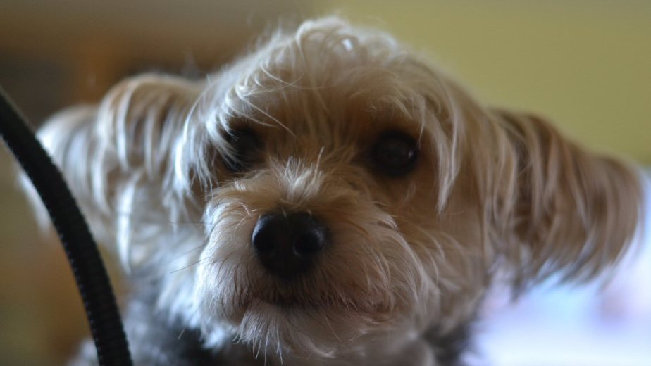 Yorkie Photos – Brier-Nook Creations