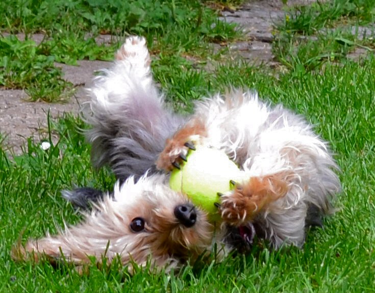 Yorkie Photos – Brier-Nook Creations