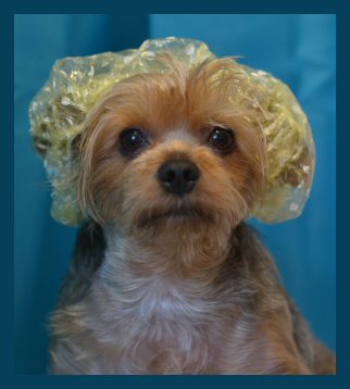 Yorkie Photos – Brier-Nook Creations