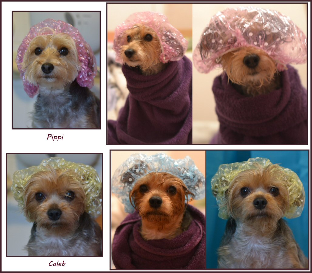 Yorkie Photos – Brier-Nook Creations