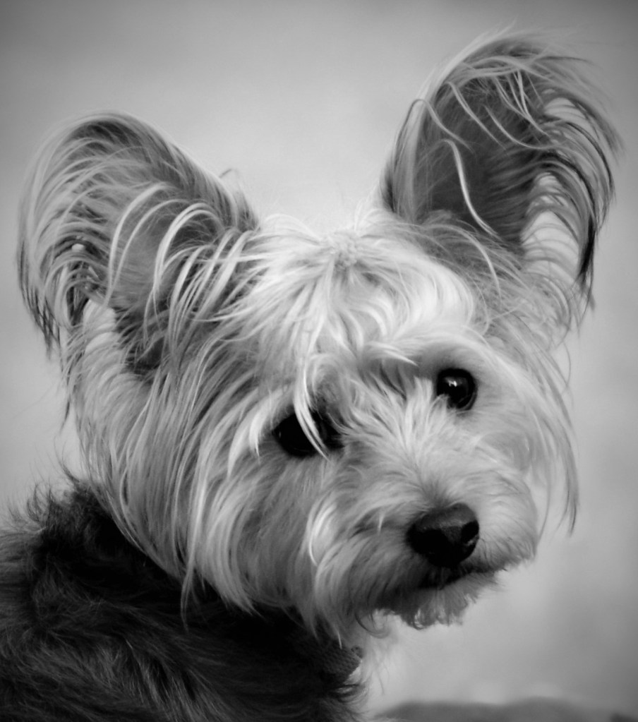 Yorkie Photos – Brier-Nook Creations